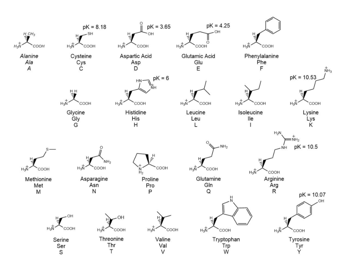 Amino Acid Chart with pKa Values for Biochemistry (BIO 101) - Studocu