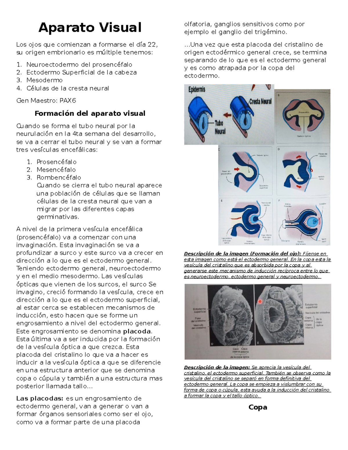 5 Aparato visual - Resumen - Aparato Visual Los ojos que comienzan a ...