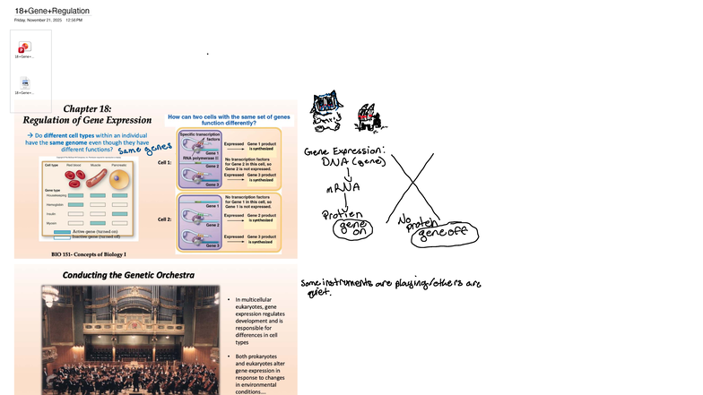Bio 151: Study Guide on Gene Regulation and Expression - Studocu