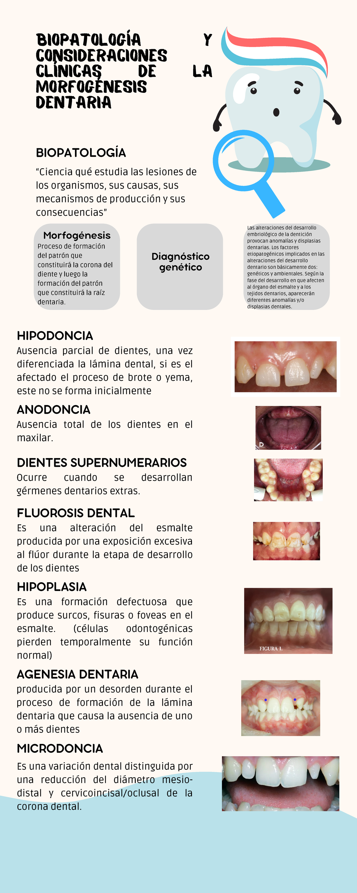 Morfogénesis Dentaria: Consideraciones Biopatológicas y Clínicas - Studocu