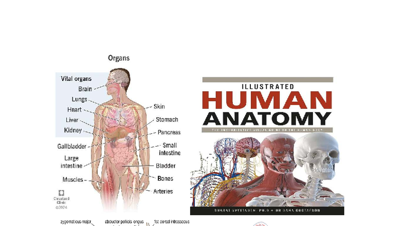Anatomy of Vital Organs: A Comprehensive Visual Guide - Studocu