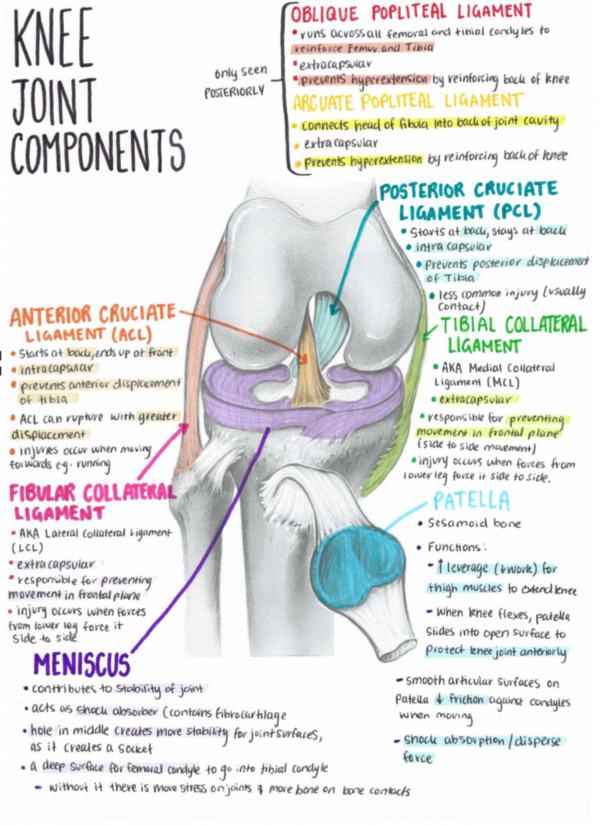 Knee Joint Components - Annotated Study Notes (ANAT 101) - Studocu