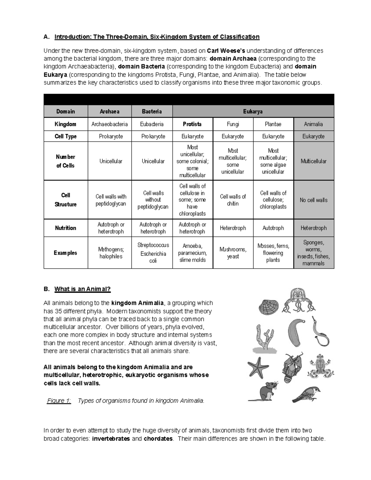AN101: Overview of Animal Body Plans & Classification of Chordates ...