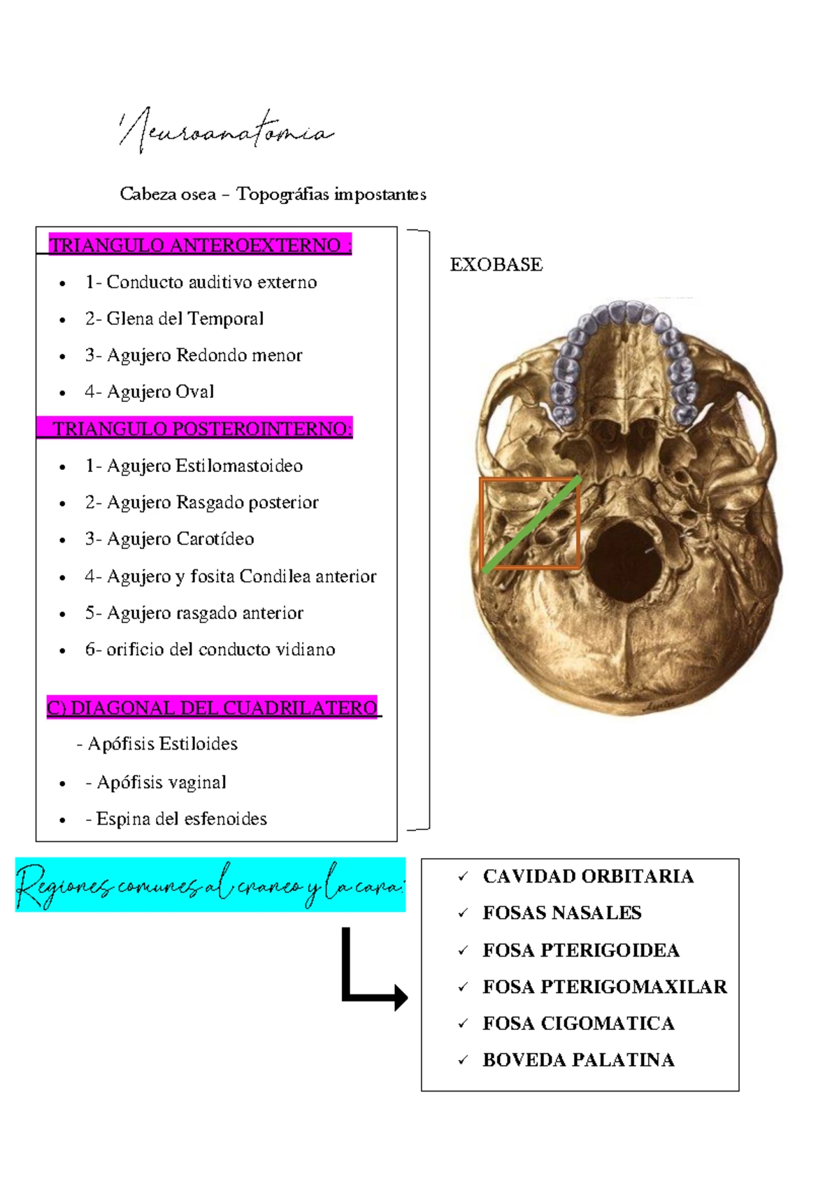 Anatomía Normal - Tronco Encefálico: Configuración y Funciones (NEURO 4 ...