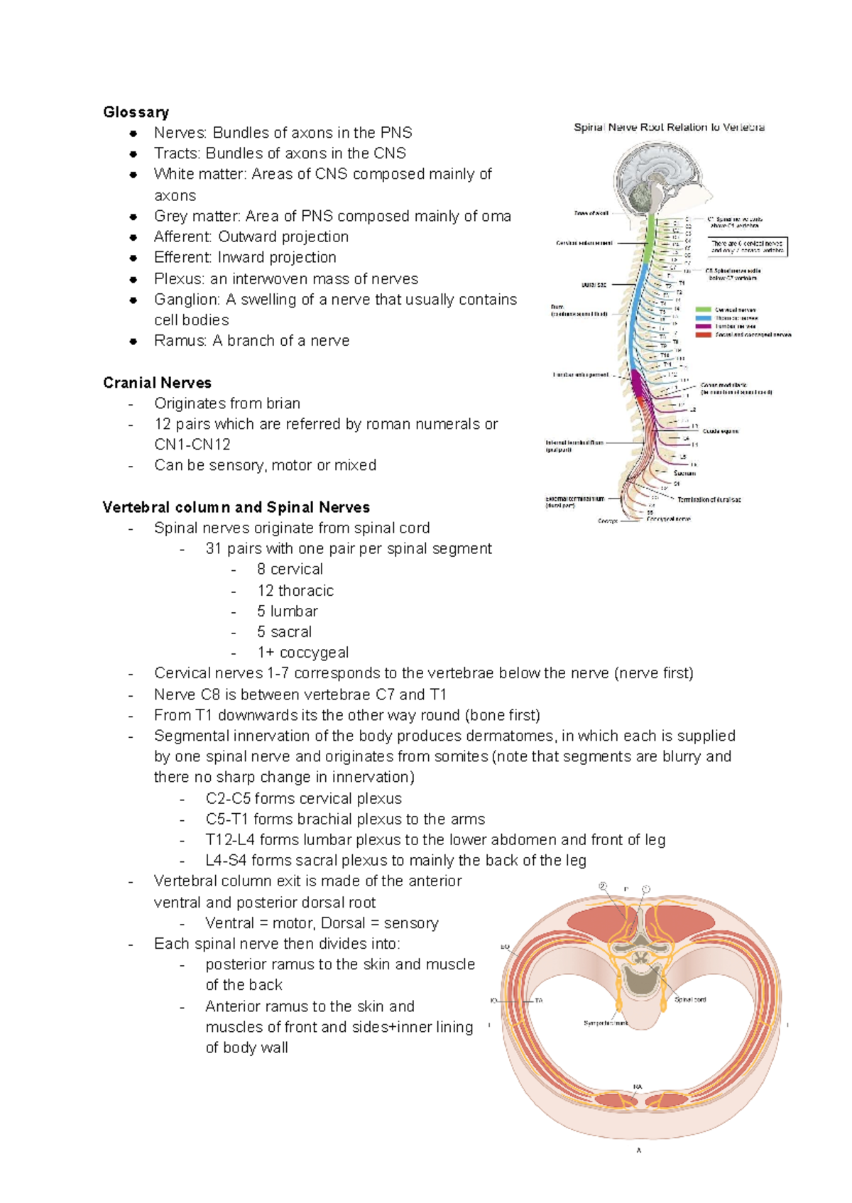 ANAT0005 Glossary of the Nervous System: Key Terms and Concepts - Studocu