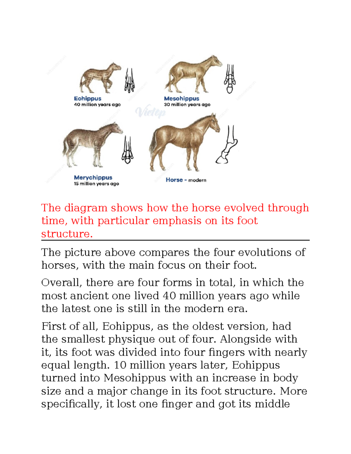 Horse Evolution and Neuron Function: An Essay Overview - Studocu