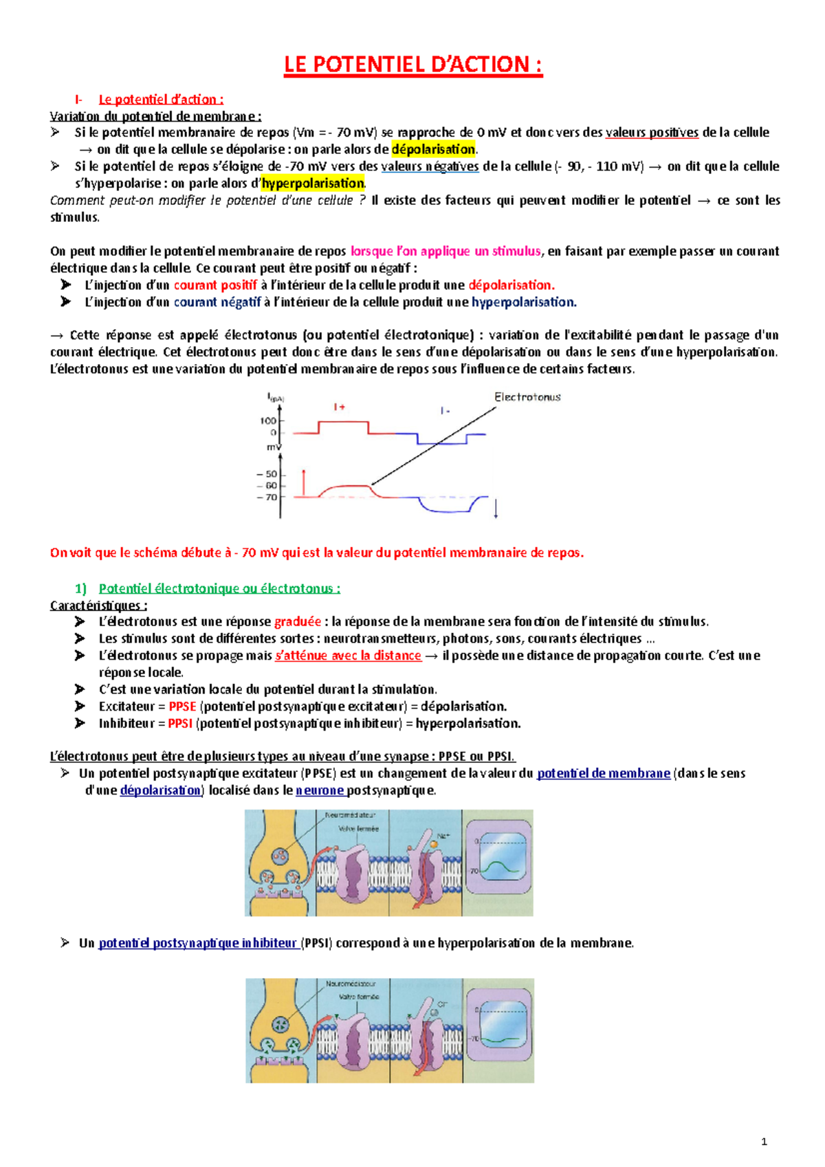 Cours sur le Potentiel d'Action : Mécanismes et Caractéristiques - Studocu