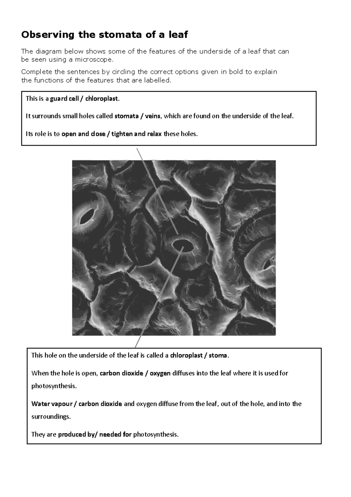 Biology 101: Observing Leaf Stomata - Homework 5 - Studocu
