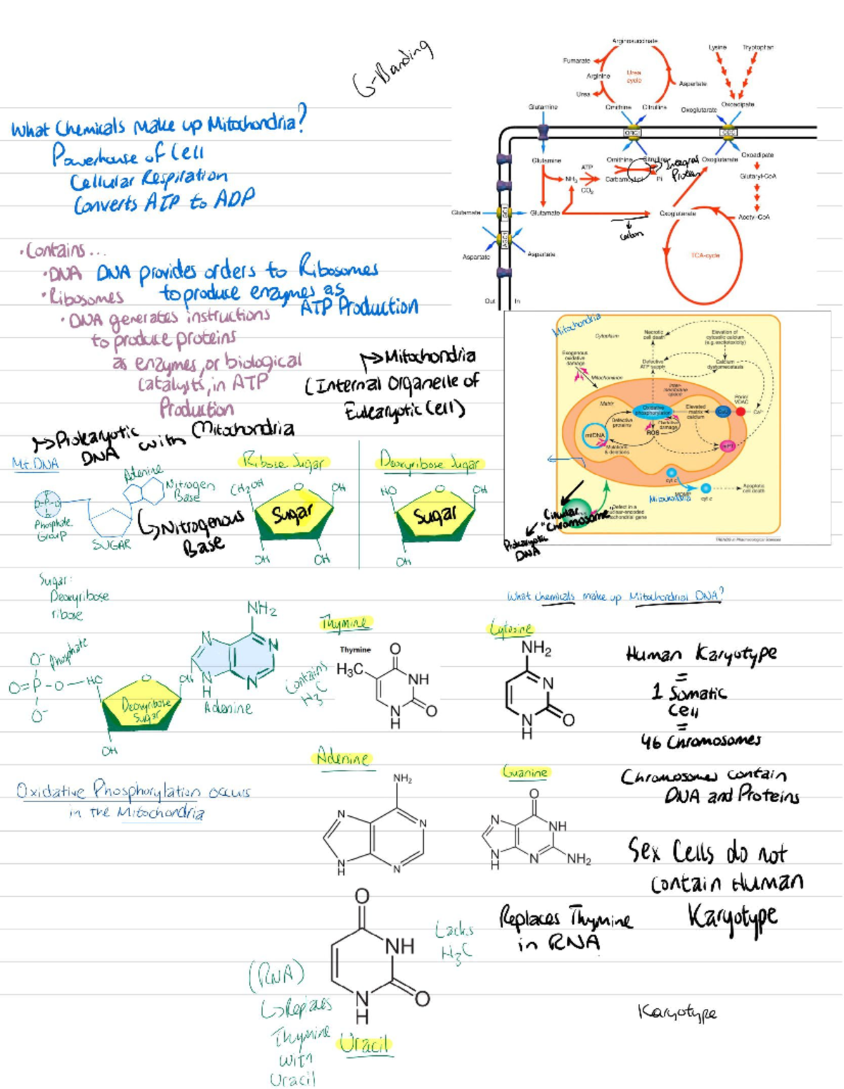 Cell Biology Textbook: Mitochondrial Chemistry & DNA Insights - Studocu