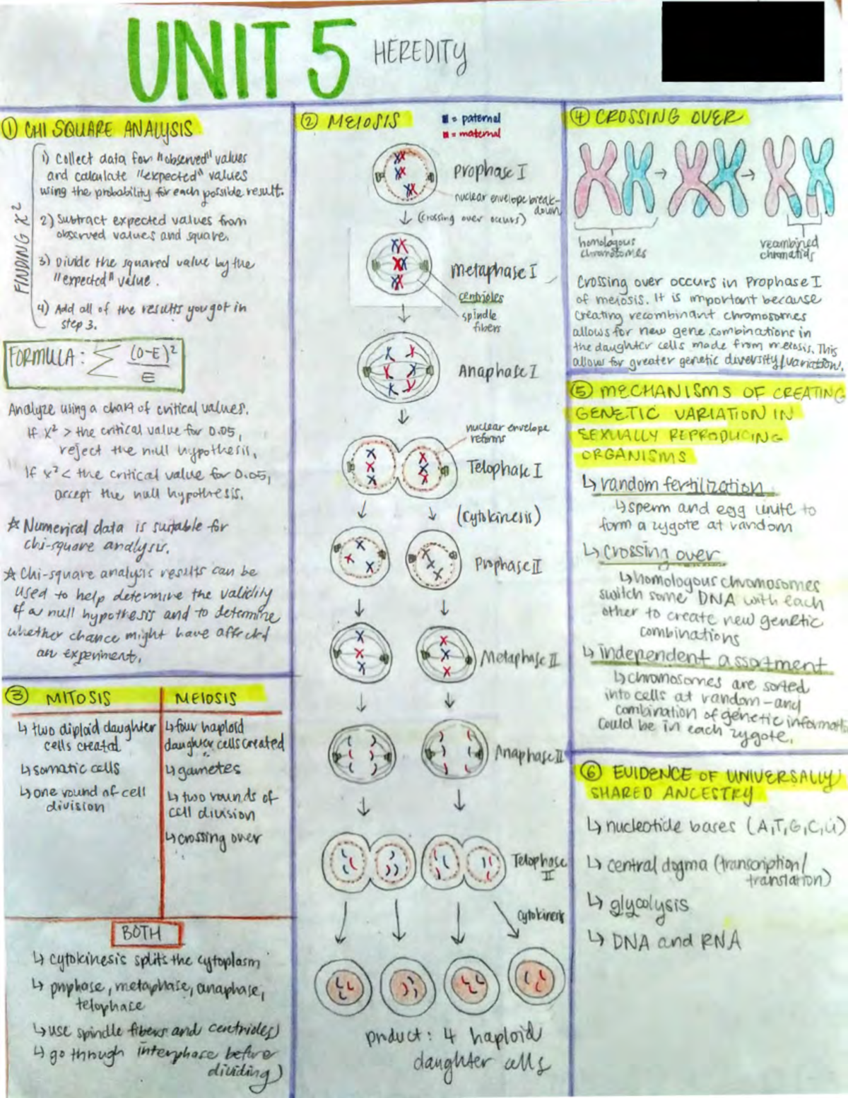 Unit 5 Genetics: Meiosis, Crossing Over & Chi-Square Analysis Study ...