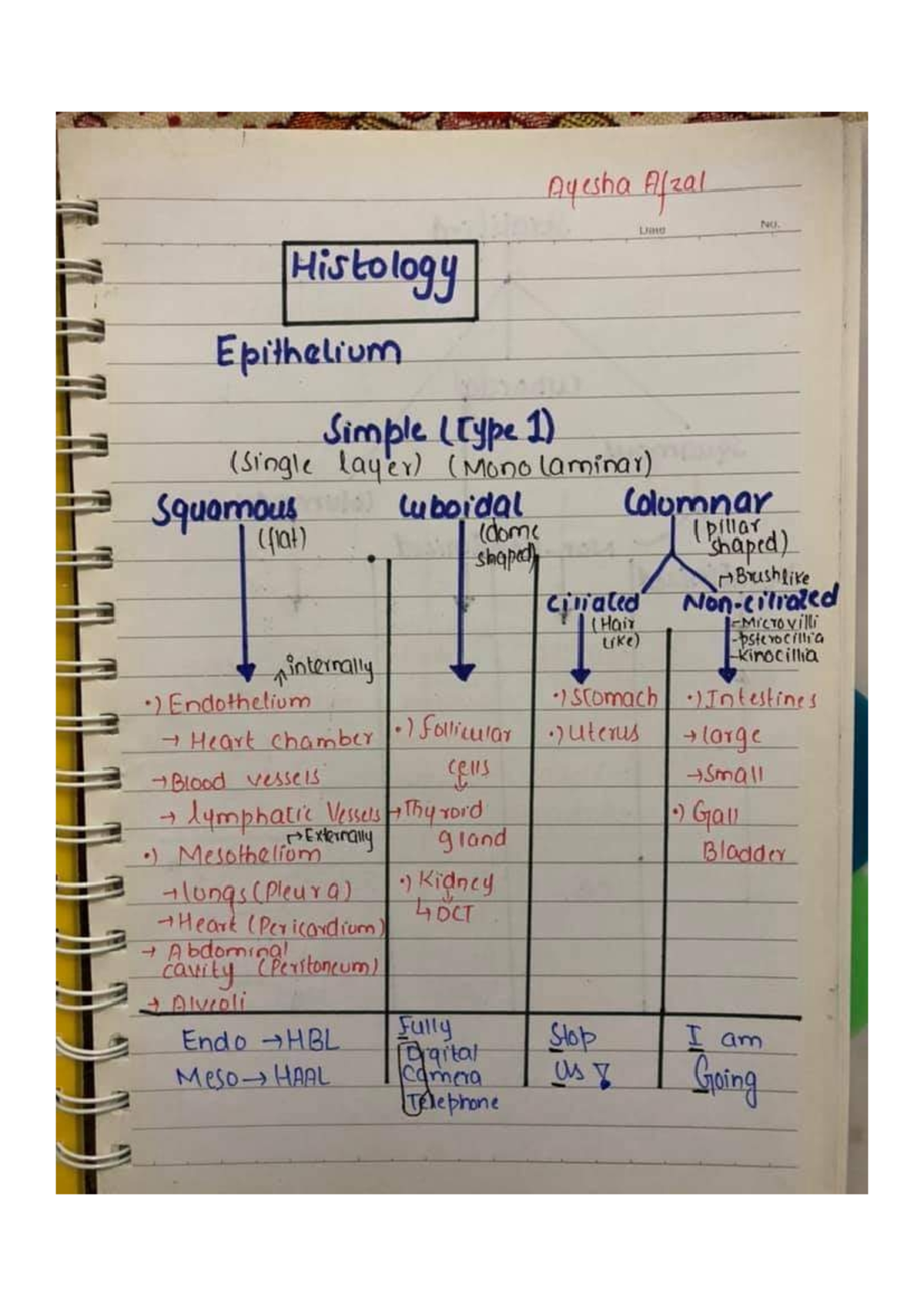 Histology Notes - Epithelium Types and Connective Tissue Overview - Studocu