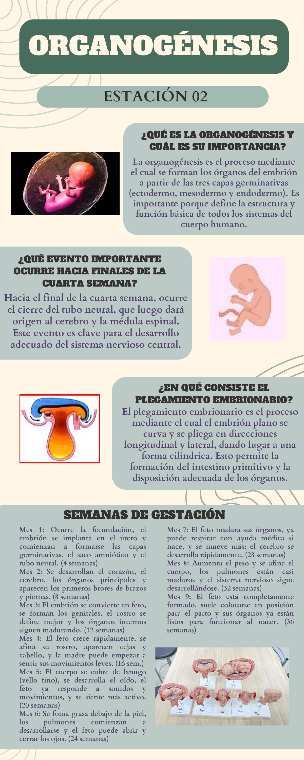 Organogénesis - Infografia de la orgénesis - La organogénesis es el ...