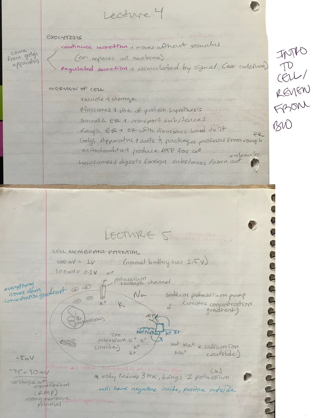 Scientific Inquiry - Lab Notes Model 1 - Scientific Inquiry What is the ...