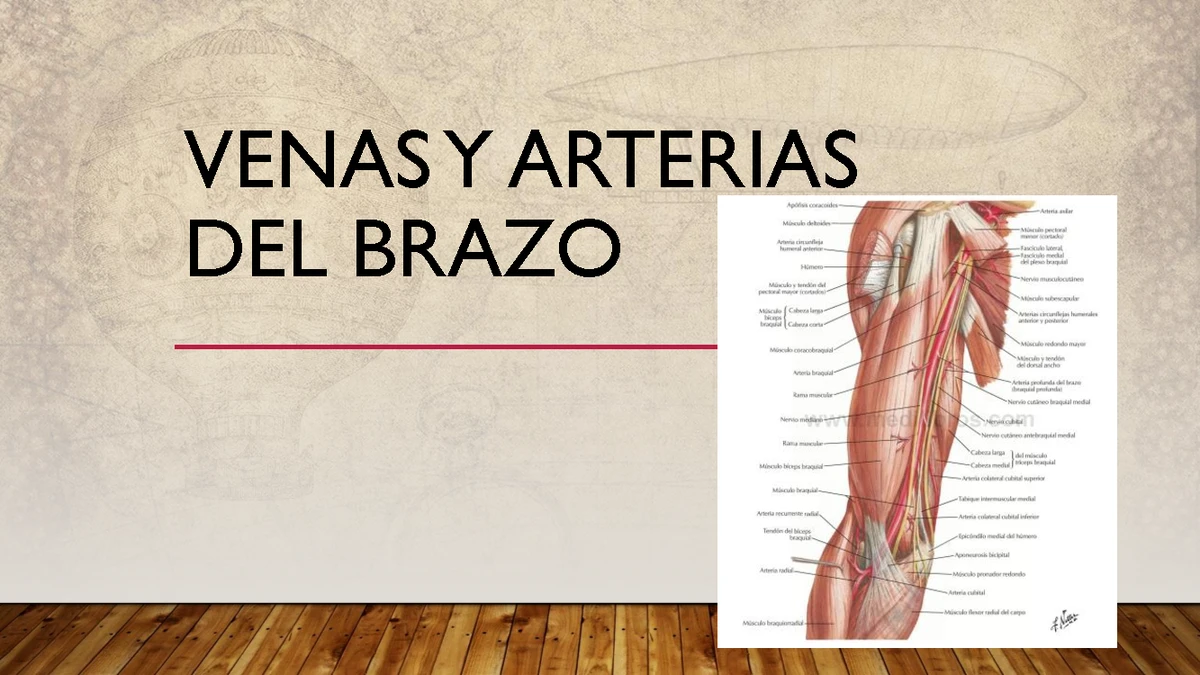 Resumen de los Músculos del Ojo - Anatomía Clínica MOORE - Studocu