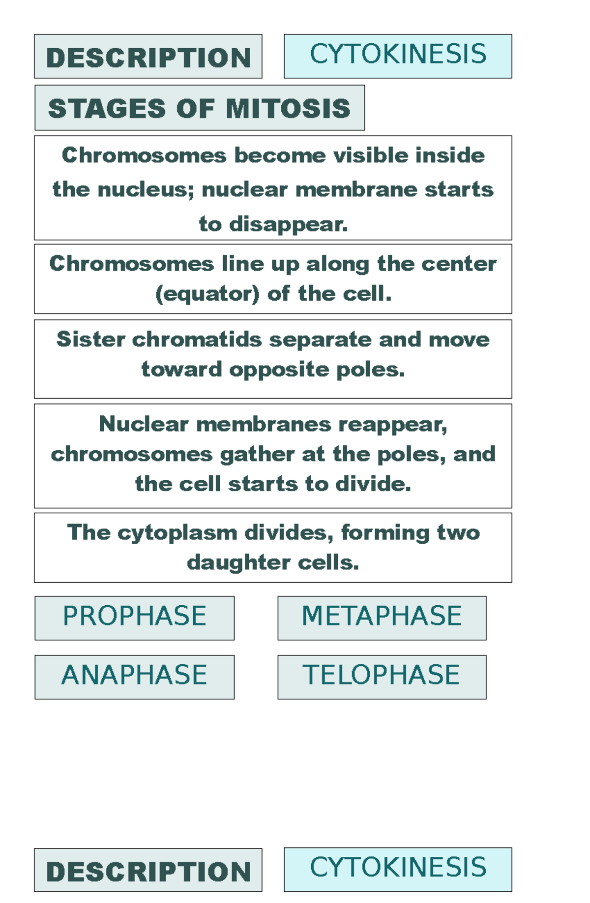 Mitosis Activity: Stages of Mitosis & Cytokinesis Descriptions - Studocu