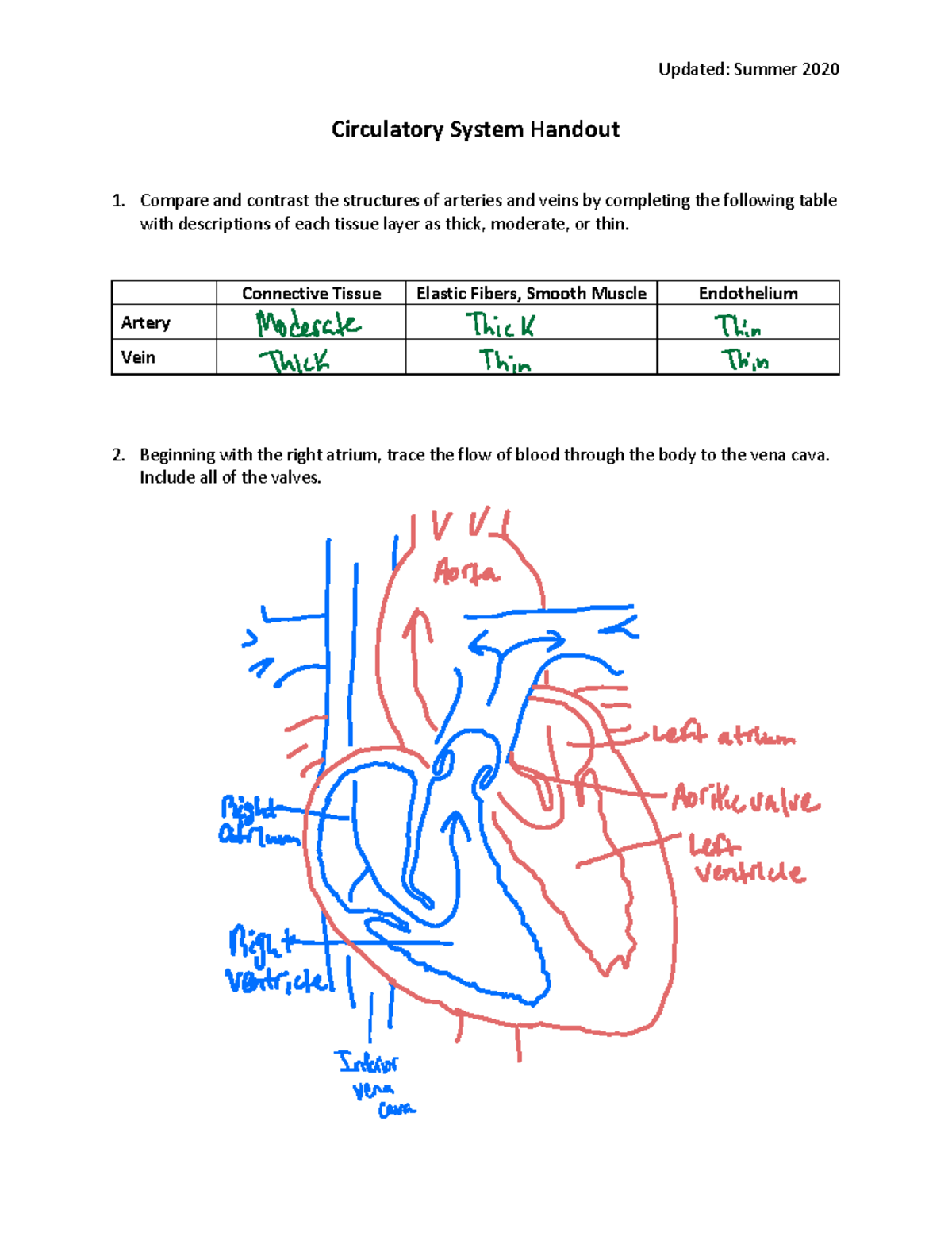 Circulatory System Handout - Warning: TT: undefined function: 32 Warning: TT: undefined function ...