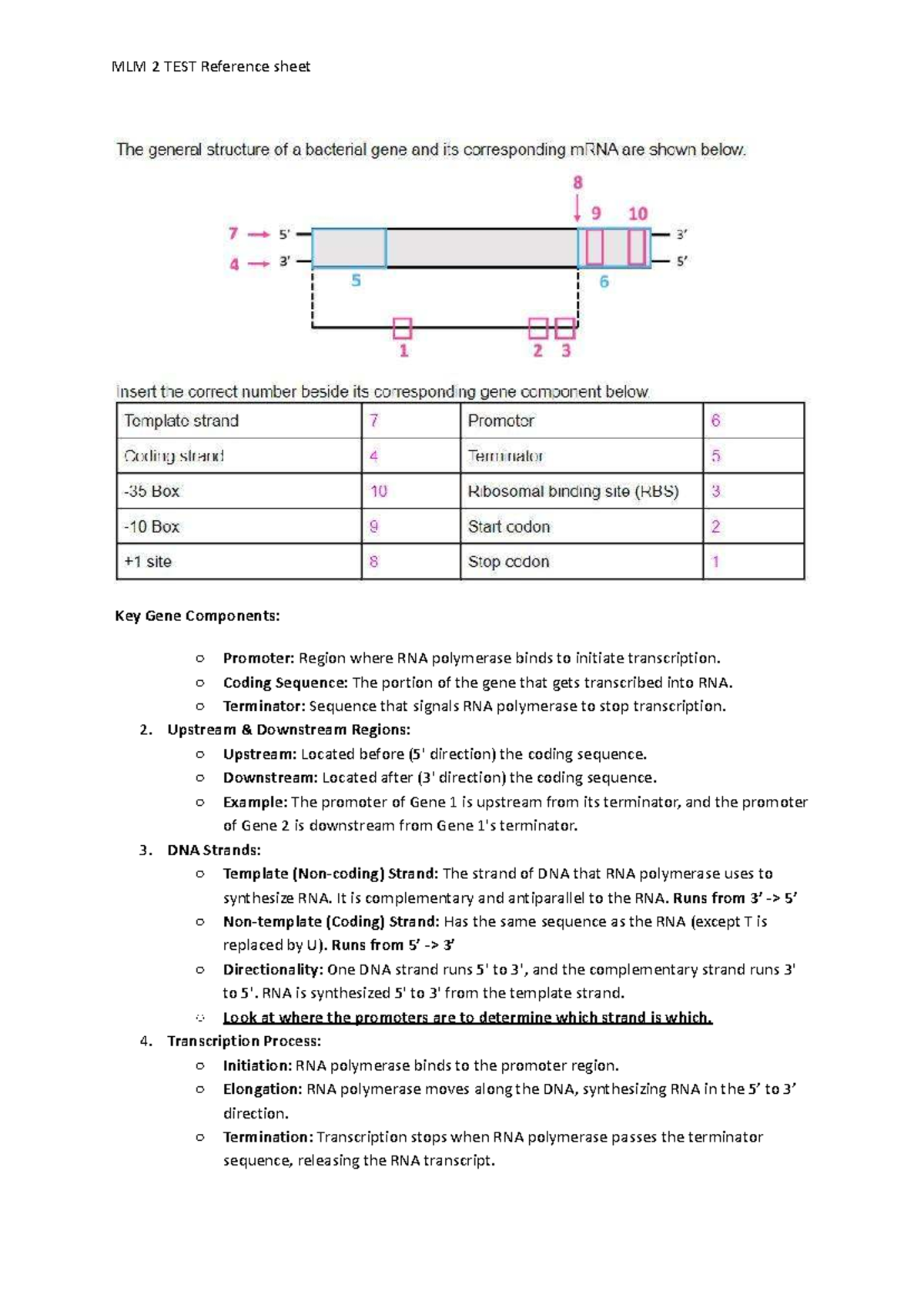 MLM 2 test reference sheet on key gene components and transcription ...