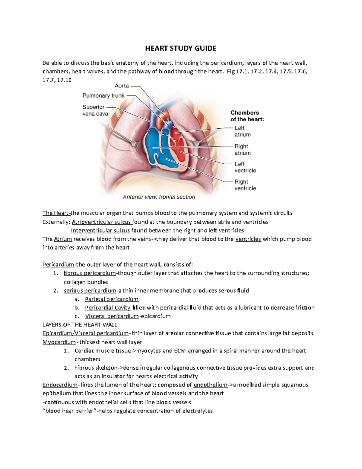 Study Guide: Heart Anatomy & Physiology (BIOL 101) - Studocu