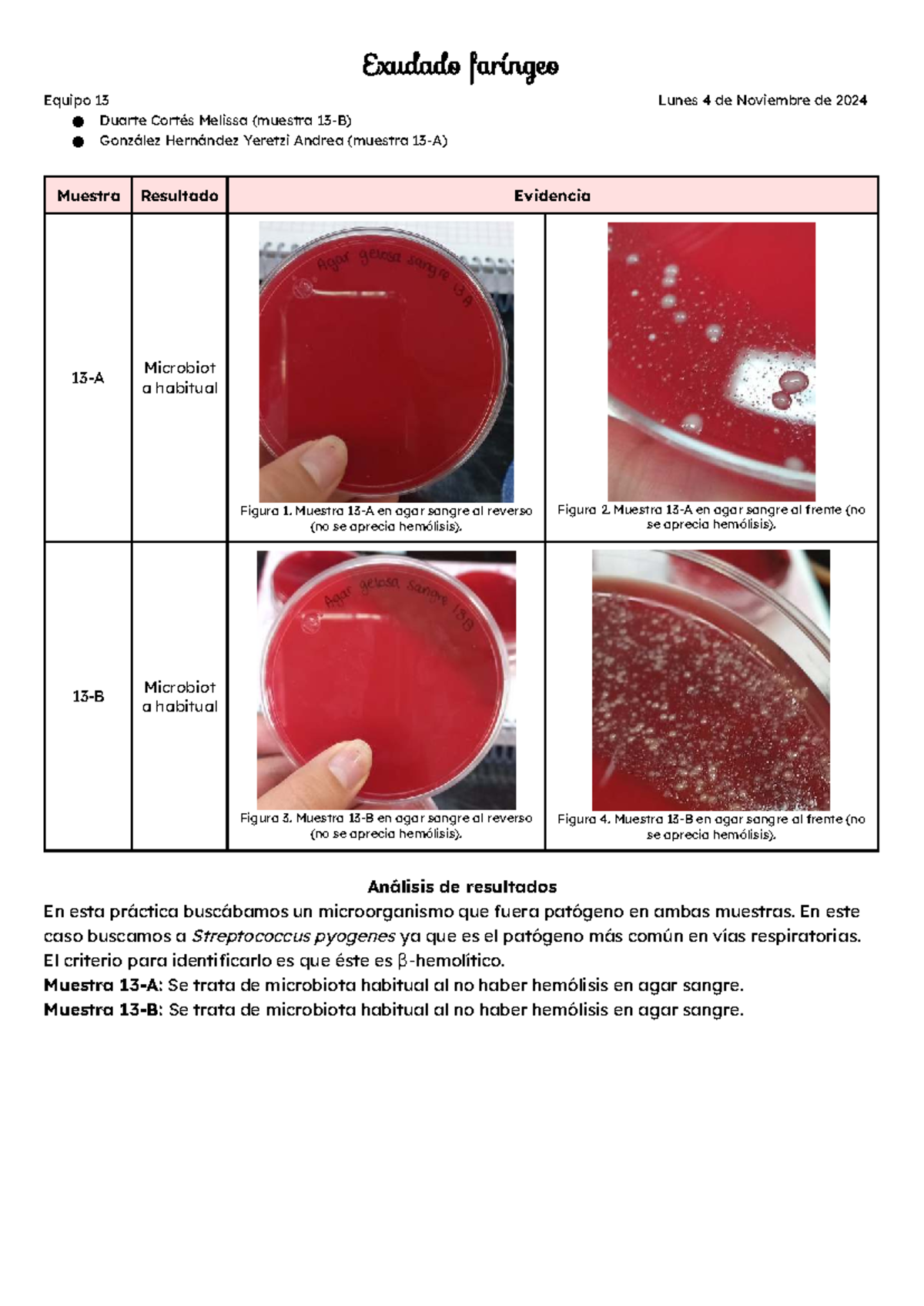 Reporte de Exudado Faríngeo - Equipo 13 - Microbiota Habitual - Studocu