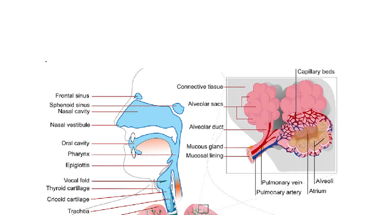 Respiratory Diagram with Labels - Capillary beds Connective tissue ...