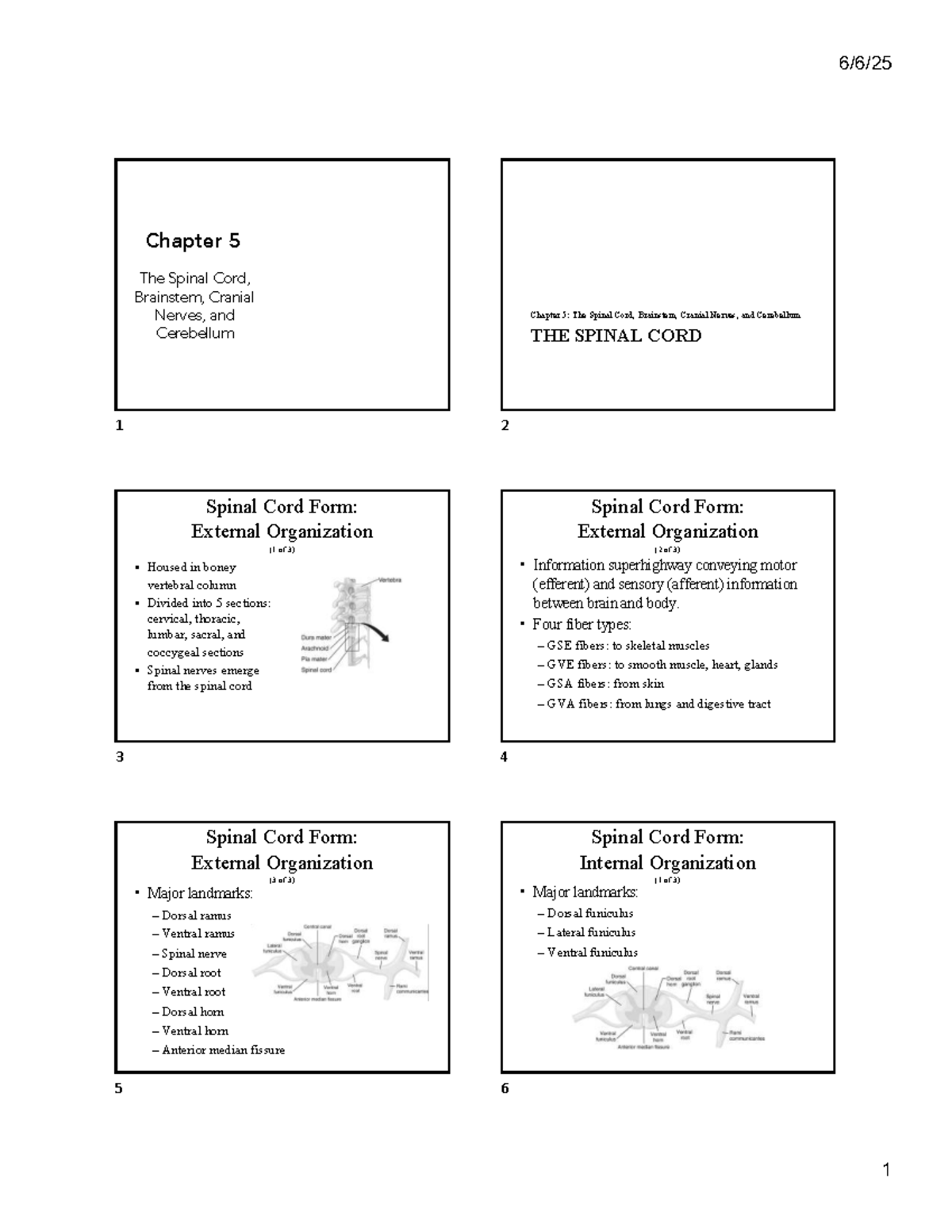 Ch 5: The Spinal Cord, Brainstem, Cranial Nerves & Cerebellum Overview ...