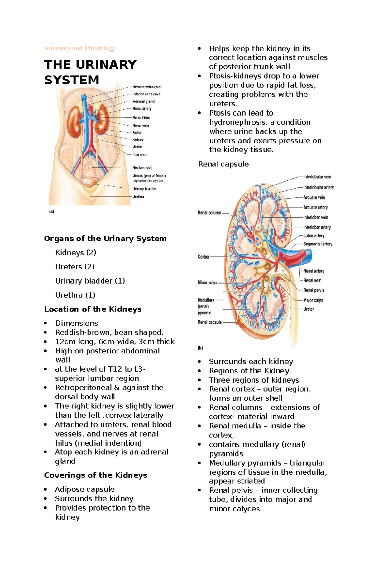 Anatomy and Physiology - The Urinary System - Anatomy and Physiology THE URINARY SYSTEM Organs ...
