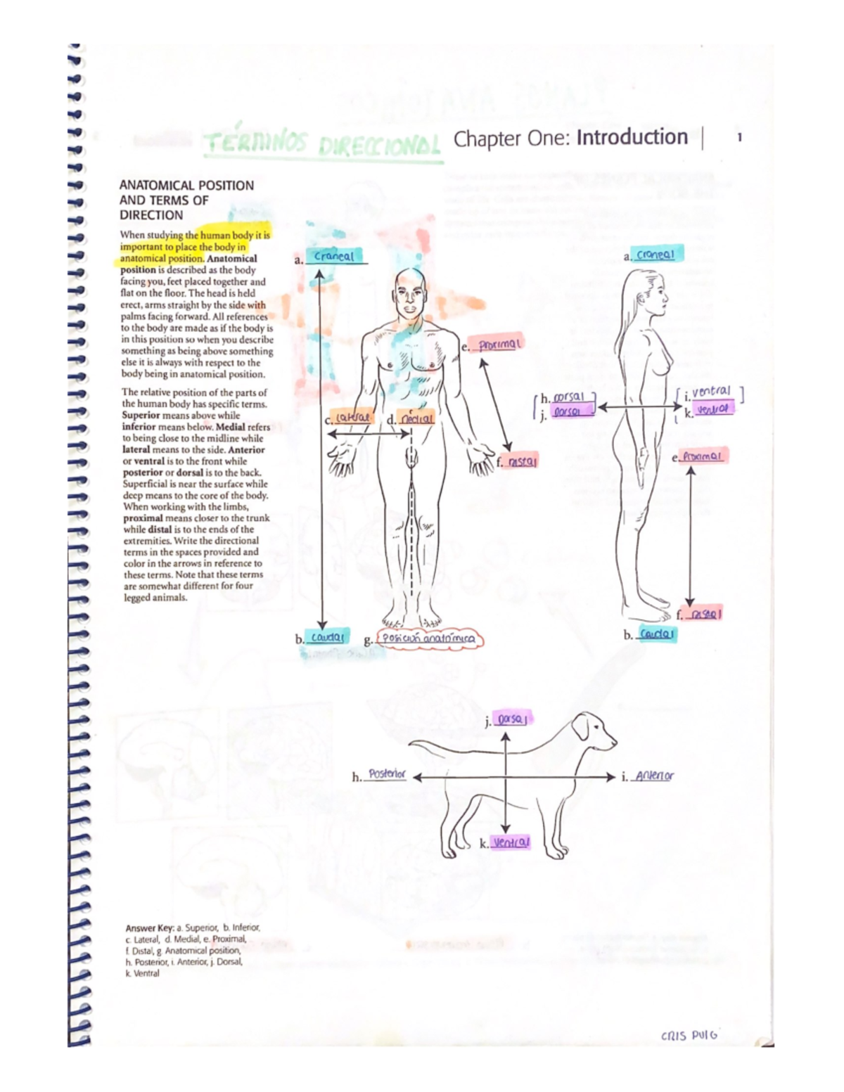 DIRECCIONAL Anatomy Chapter 1: Anatomical Position & Directional Terms ...