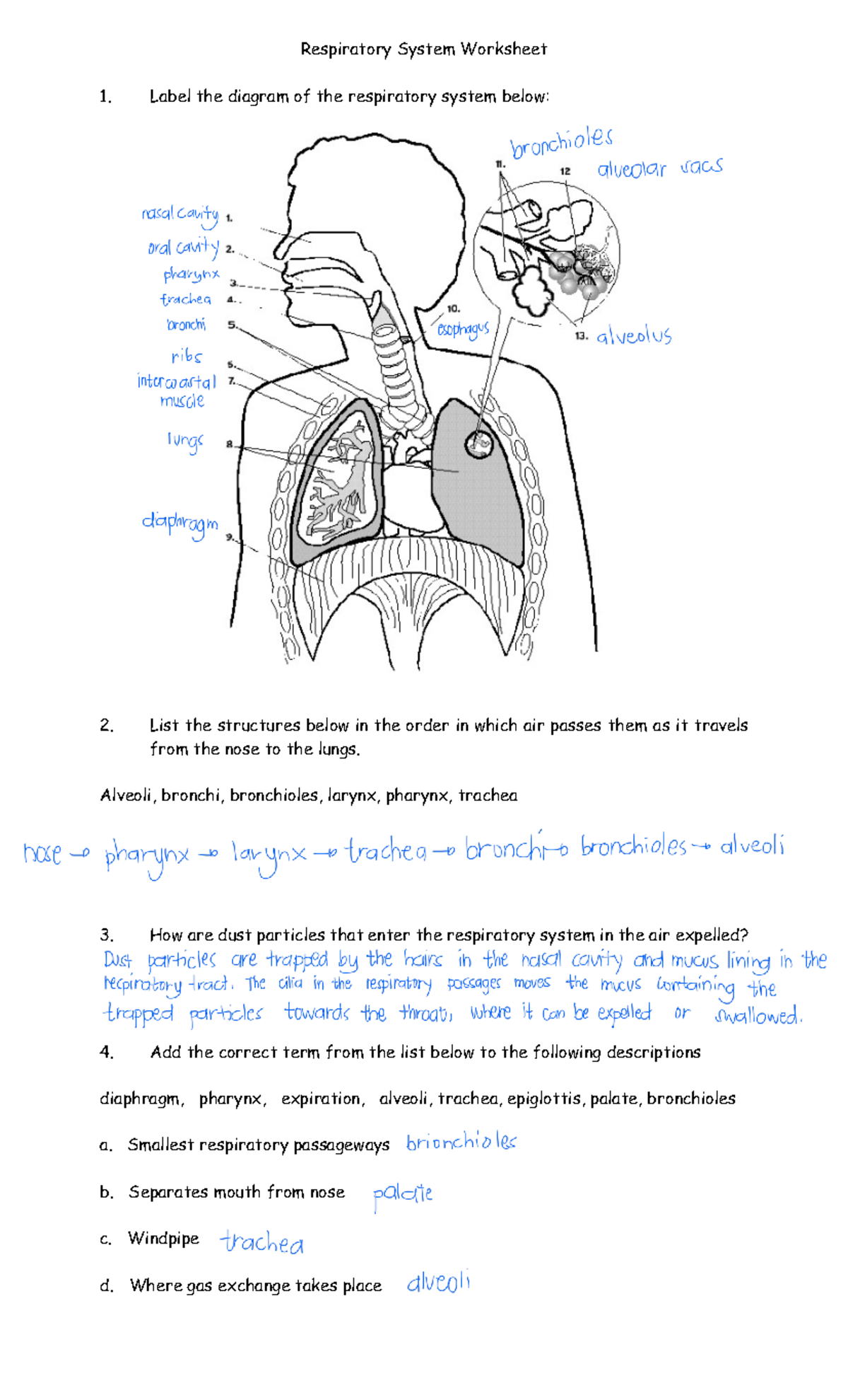 Respiratory System Worksheet Pangilinan, Queen - Respiratory System ...
