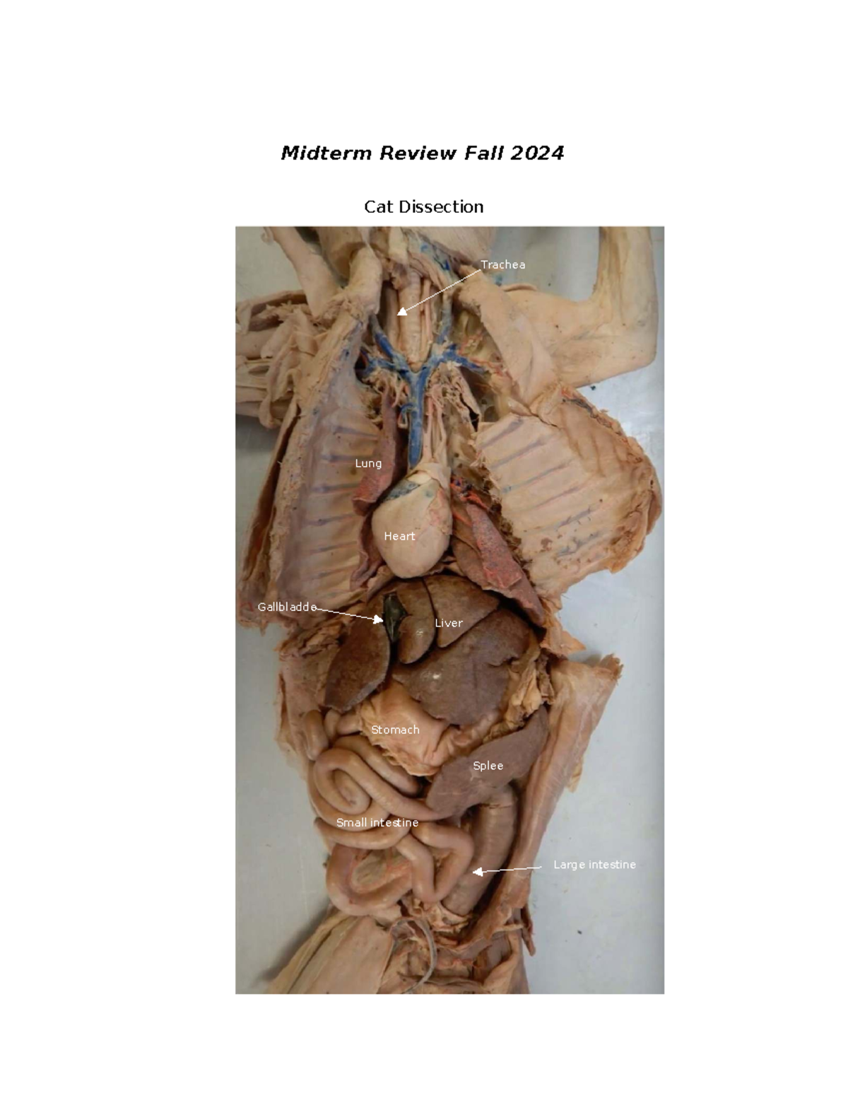 2401 Lab Midterm Review: Cat Dissection & Anatomy Overview - Studocu