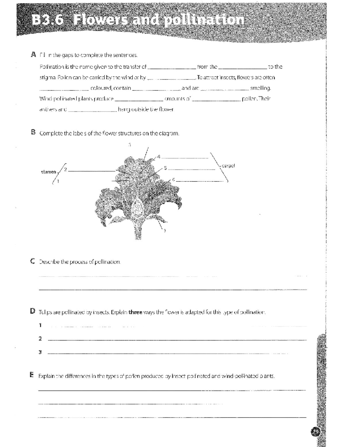 Plan Reproduction - Plant: Pollination, Fertilisation & Germination ...