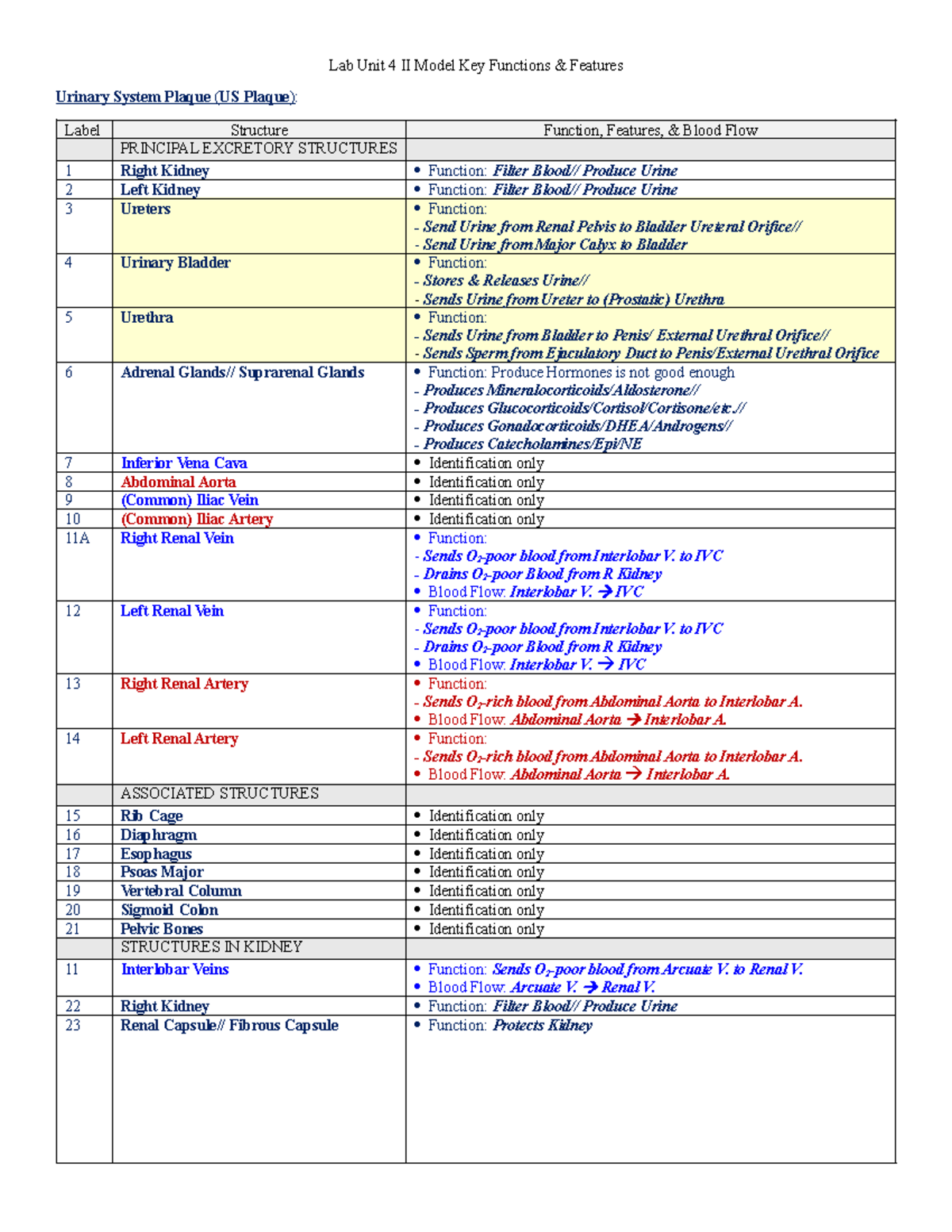 Lab Unit 4 II Model Key Functions - // Produces Gonadocorticoids/DHEA ...