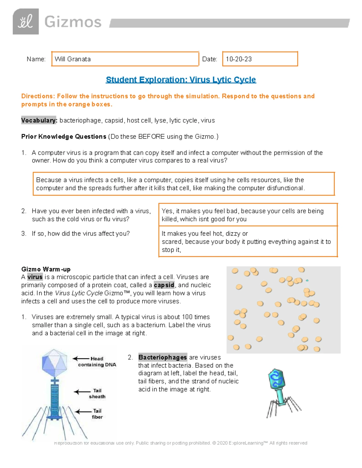 3209 06 04 student guide - Lab: Mouse Genetics Student Guide Prelab ...