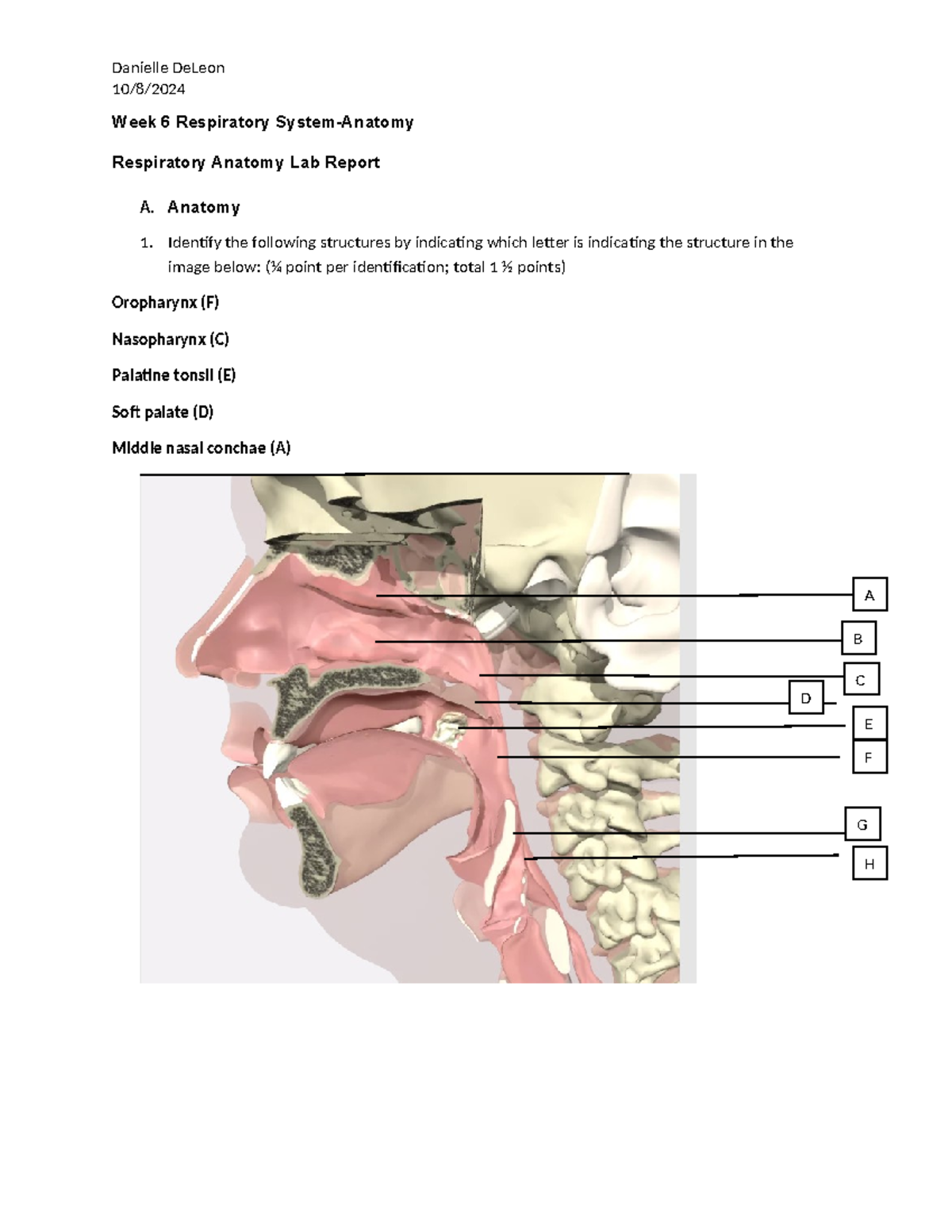 Lab Week 6 - lab report - 10/8/ Week 6 Respiratory System-Anatomy ...