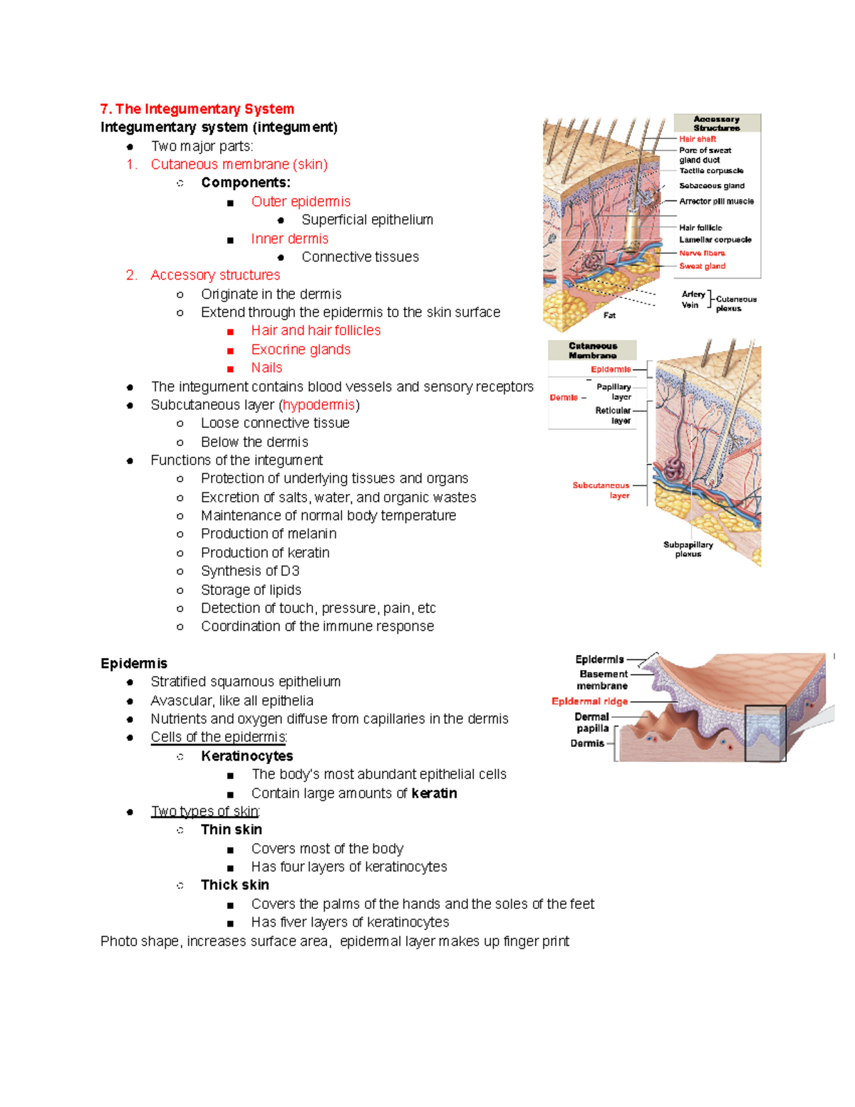 Chapter 7: The Integumentary System Overview and Key Functions - Studocu