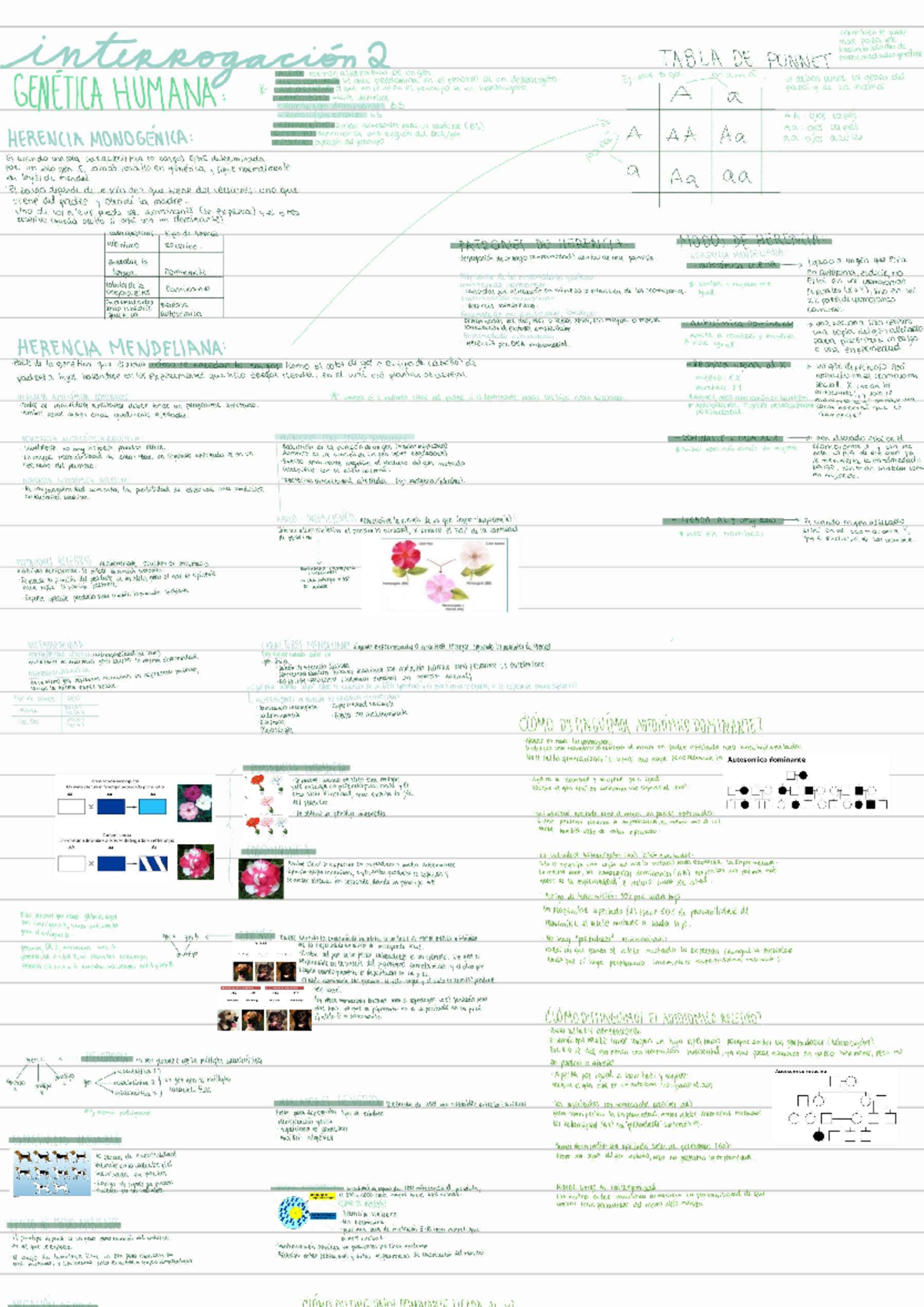 Biocel 250604: Herencia Genética y Patrones de Enfermedades - Studocu