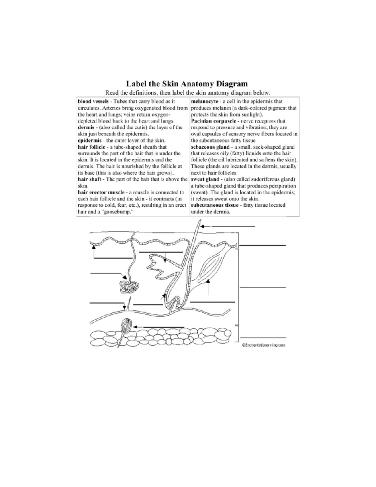 Skin Anatomy Diagram Labeling Guide for Biology 101 - Studocu