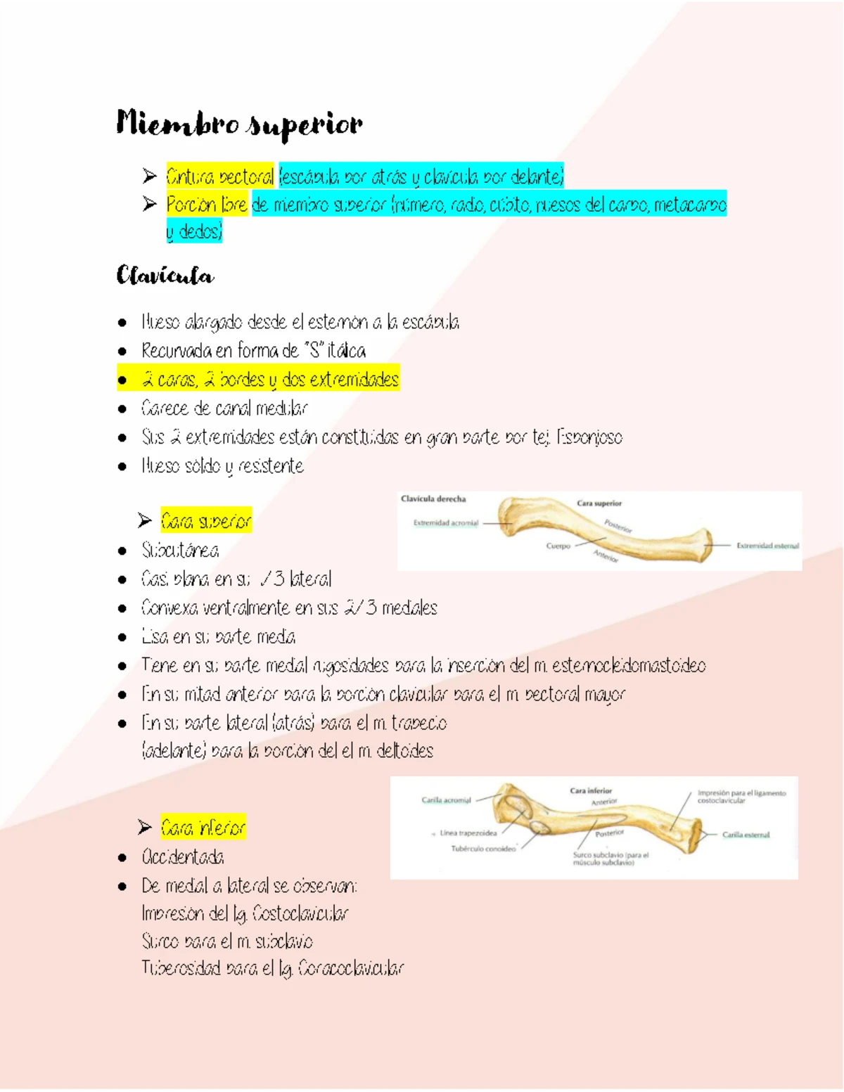 Músculos del Abdomen - Abdomen Músculo Origen Inserción Inervación ...