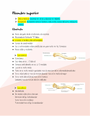 Músculos del ojo - Ojo Músculo Origen Inserción Inervación Irrigación ...