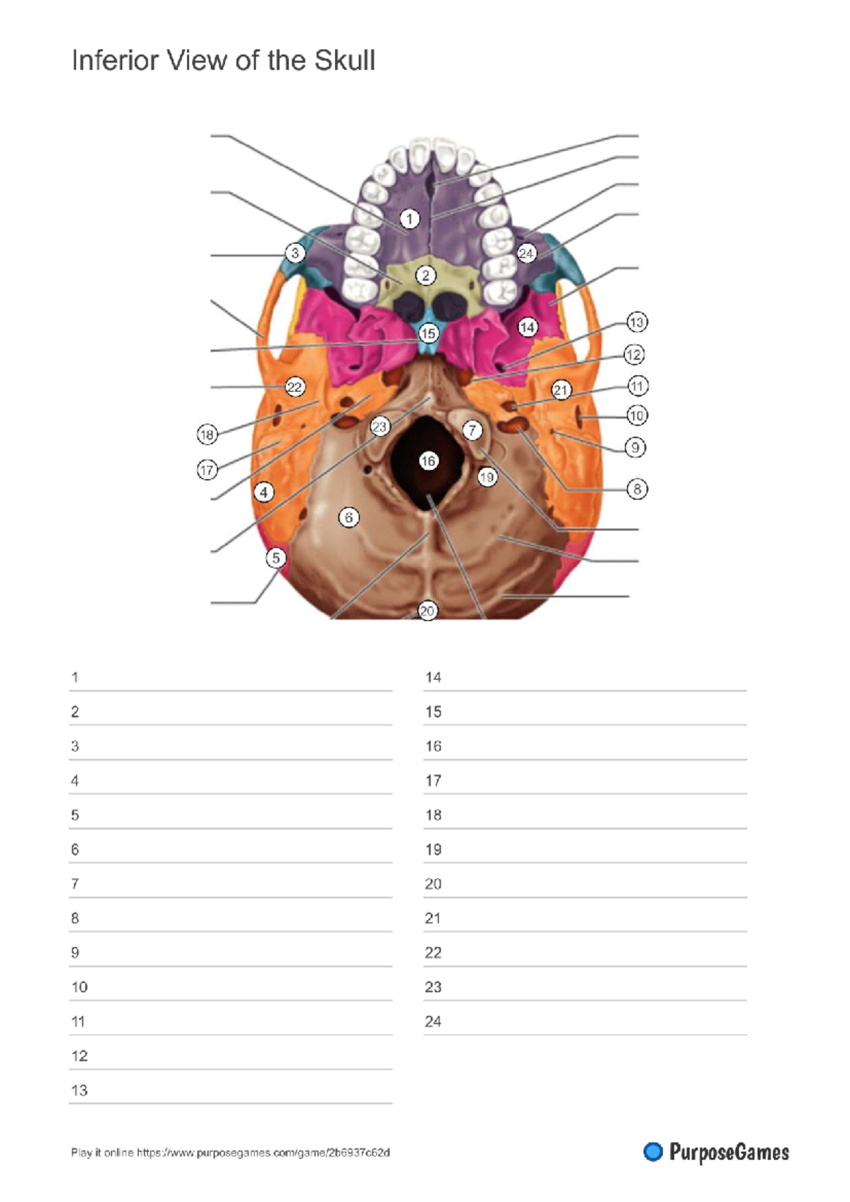Cranial Anatomy Practice: Inferior Skull View 1 3 24 - Studocu