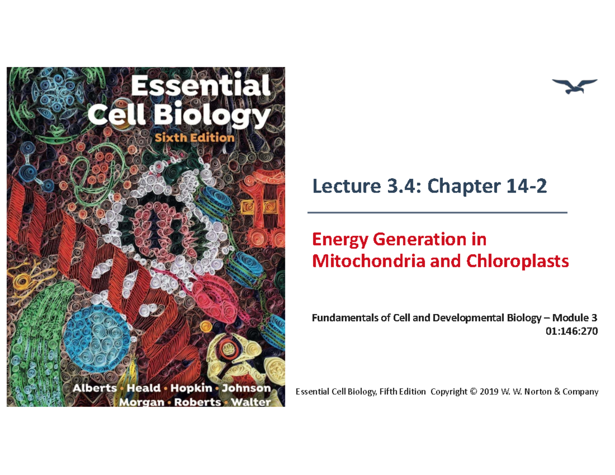 Lecture 3.4: Chapter 14-2 - Energy Generation in Mitochondria - Studocu