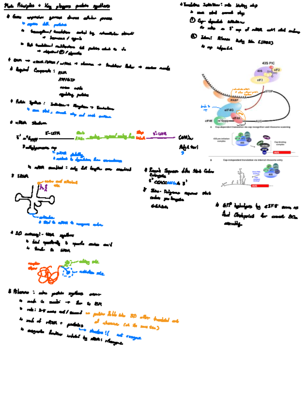 Lecture 31-32b Notes: Key Players in Protein Synthesis & Translation ...