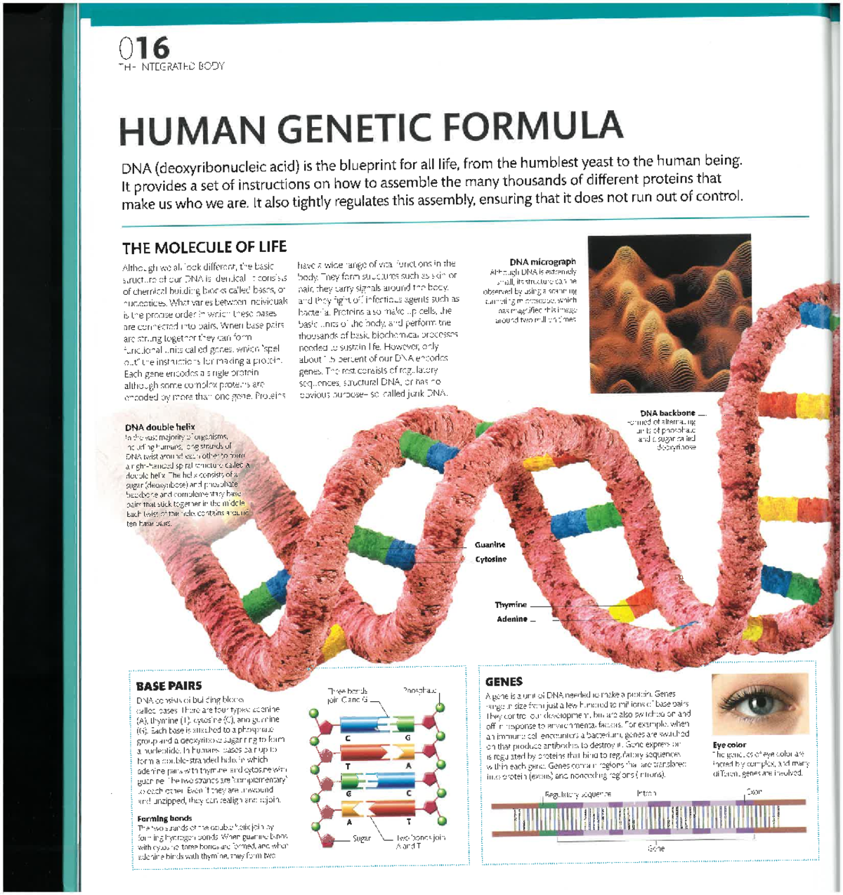 Document Analysis for Course ABC123: Human Genetic Formula Insights ...