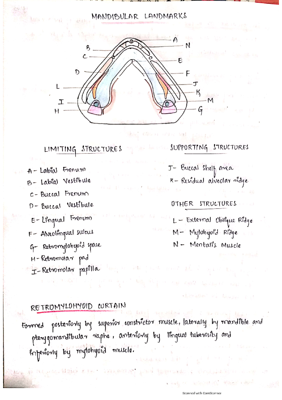 Anatomical landmarks of mandible - BDS - Studocu