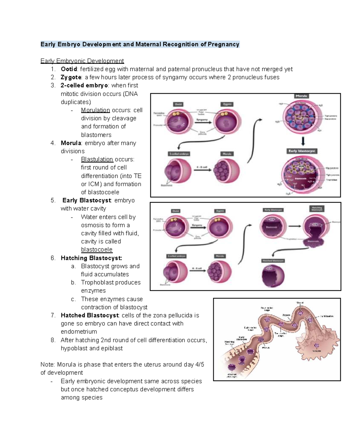 Animal Repro ANSC 3040 - Early Embryo Development Exam Notes - Studocu