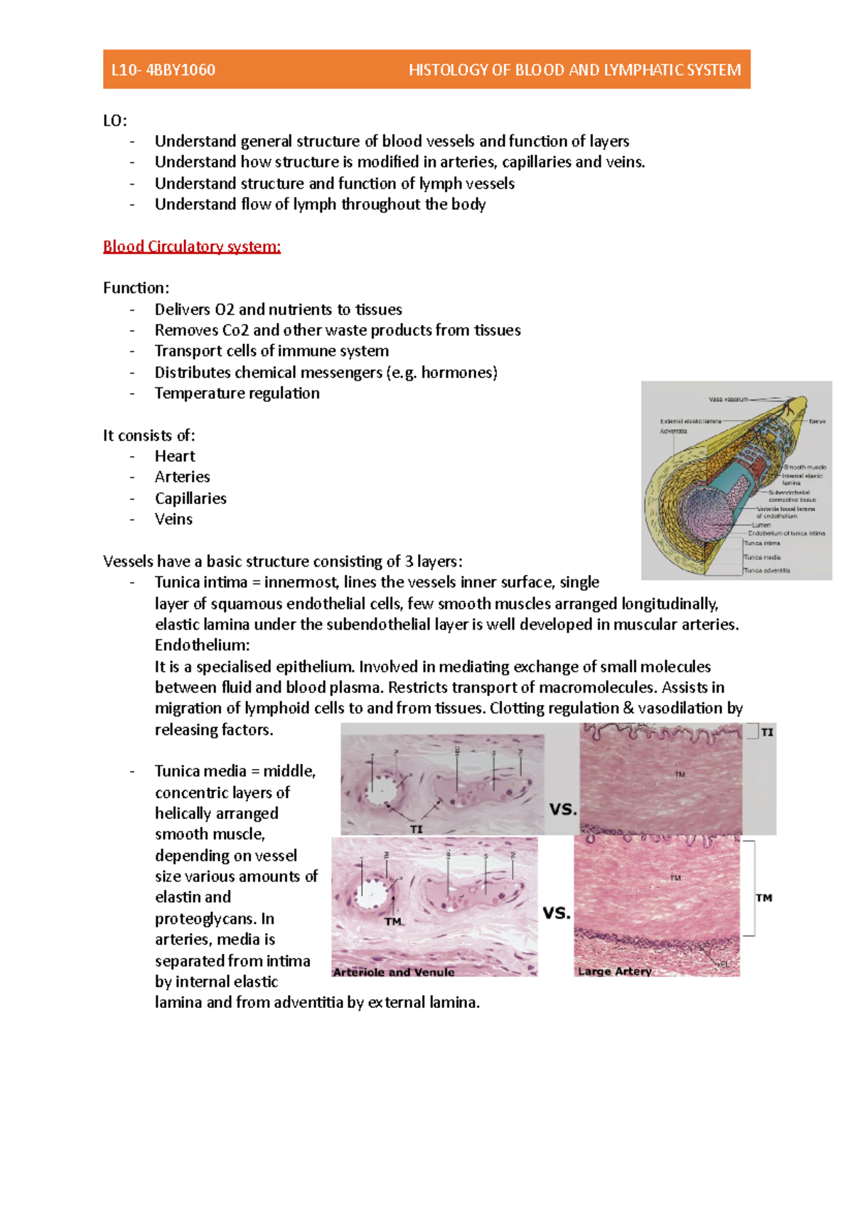 L10- Histology of blood vessels and lymphatic system - LO: Understand ...