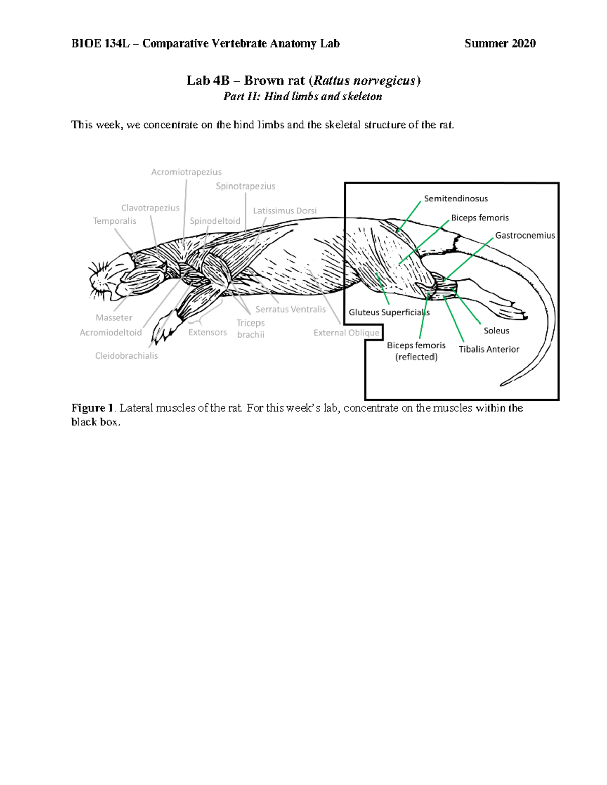 BIOE 134L - Comparative Vertebrate Anatomy Lab: Rat Hind Limbs - Studocu