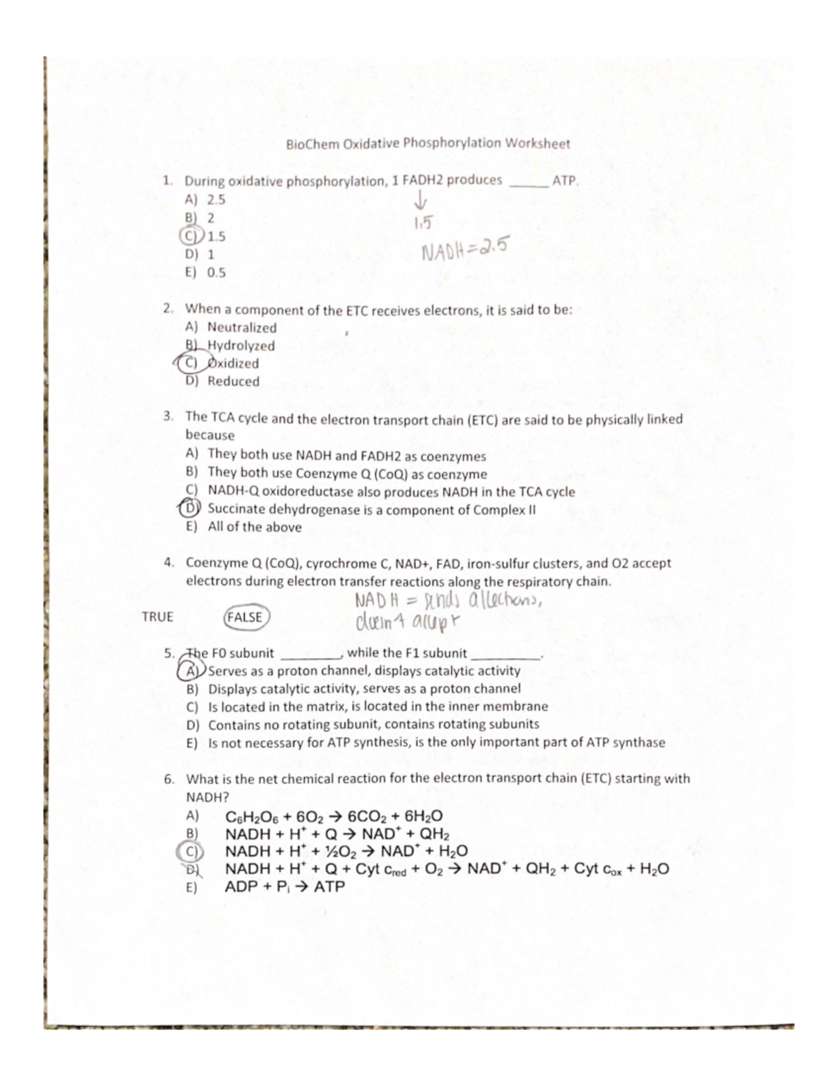Oxidative Phosphorylation Worksheet - During oxidative phosphorylation ...