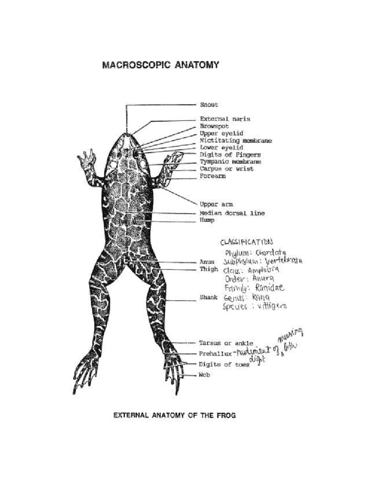 Frog Anatomy and Classification: A Comprehensive Atlas (BIO 101) - Studocu