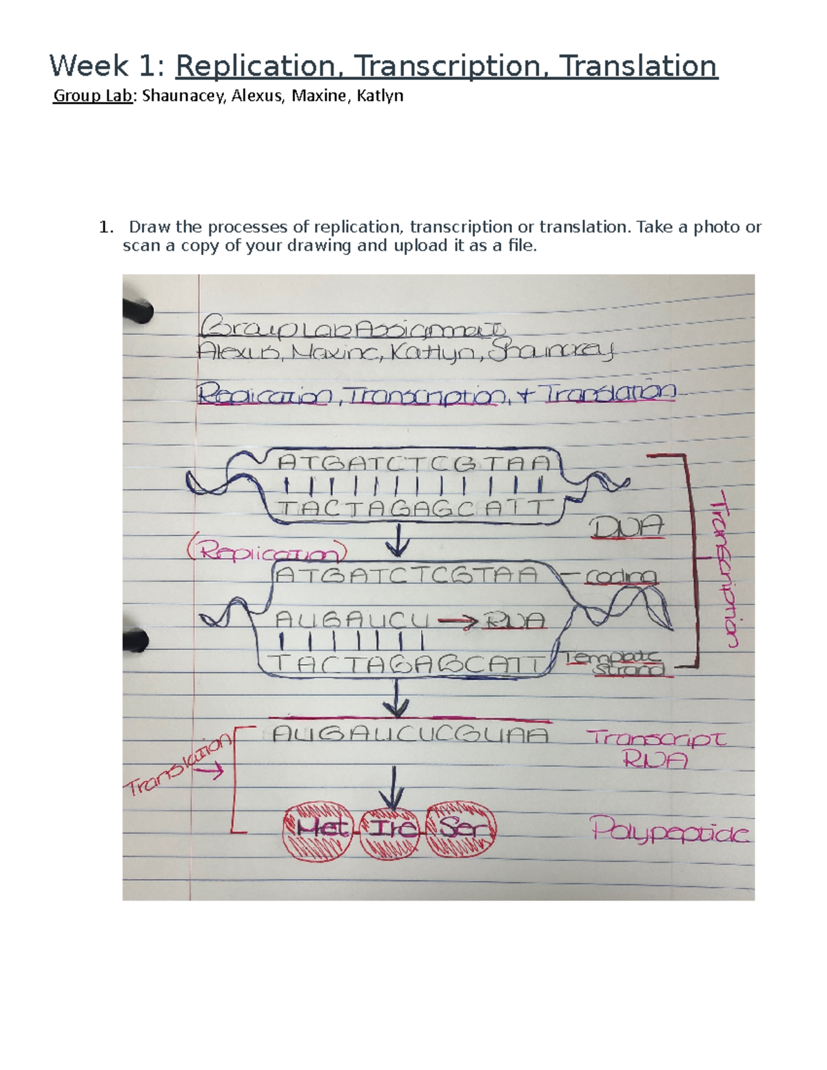 Biology 101: Week 1 Lab on Replication, Transcription & Translation ...