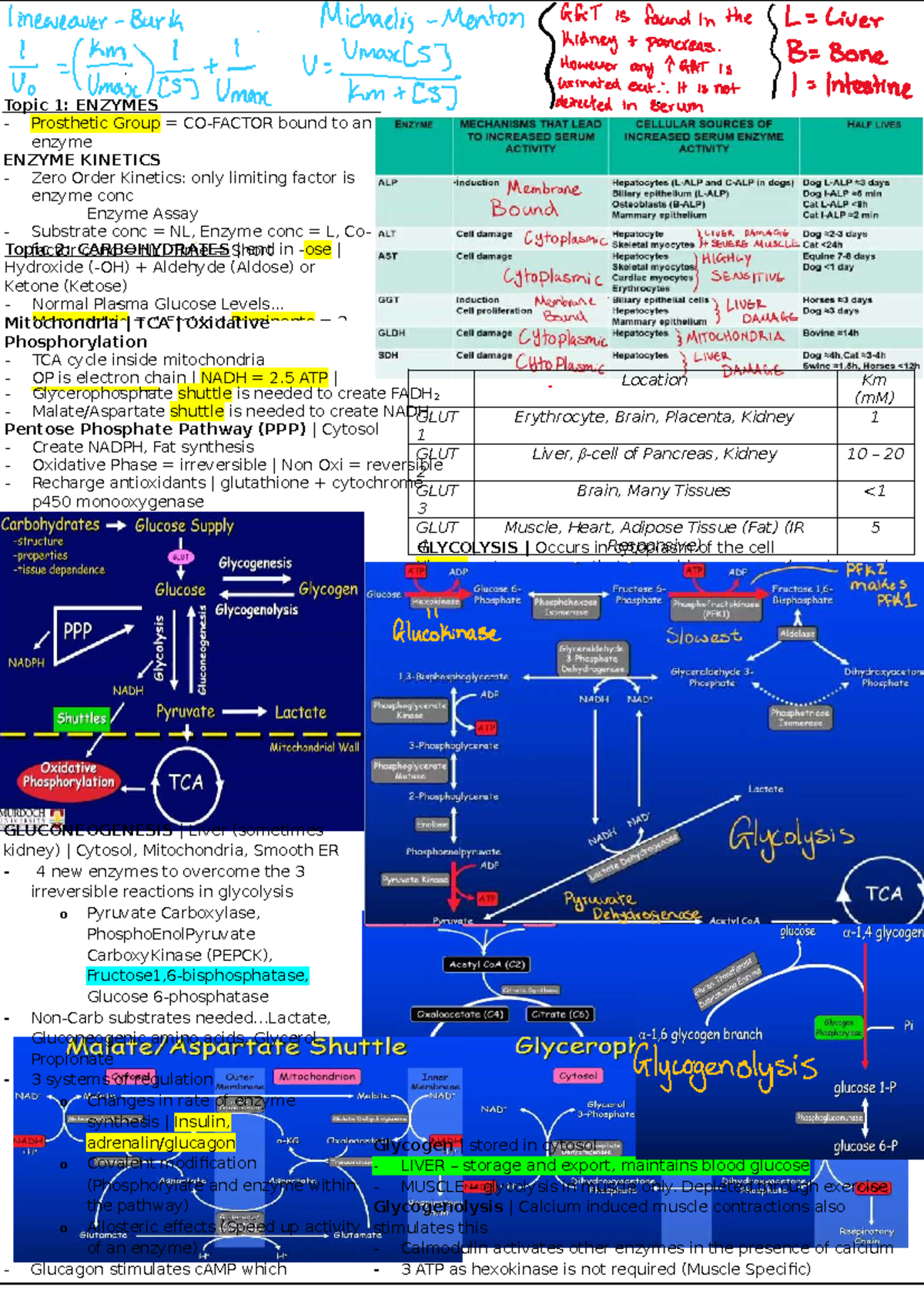 VET272 ISE 1: Enzymes, Carbohydrates, and Metabolic Pathways Notes ...